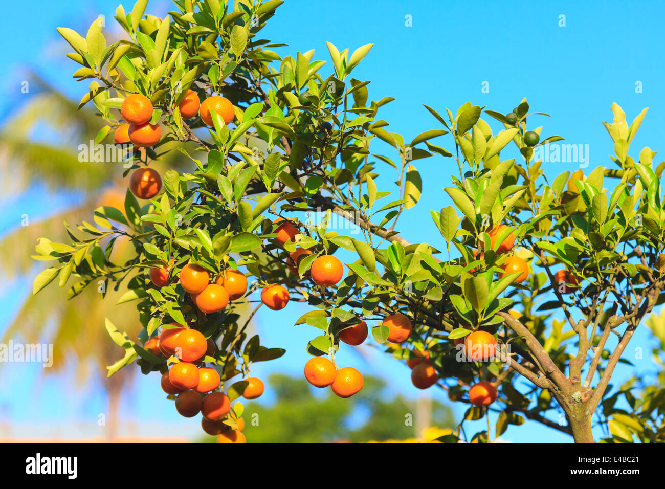 Vietnamese green and yellow oranges hi-res stock photography and images ...