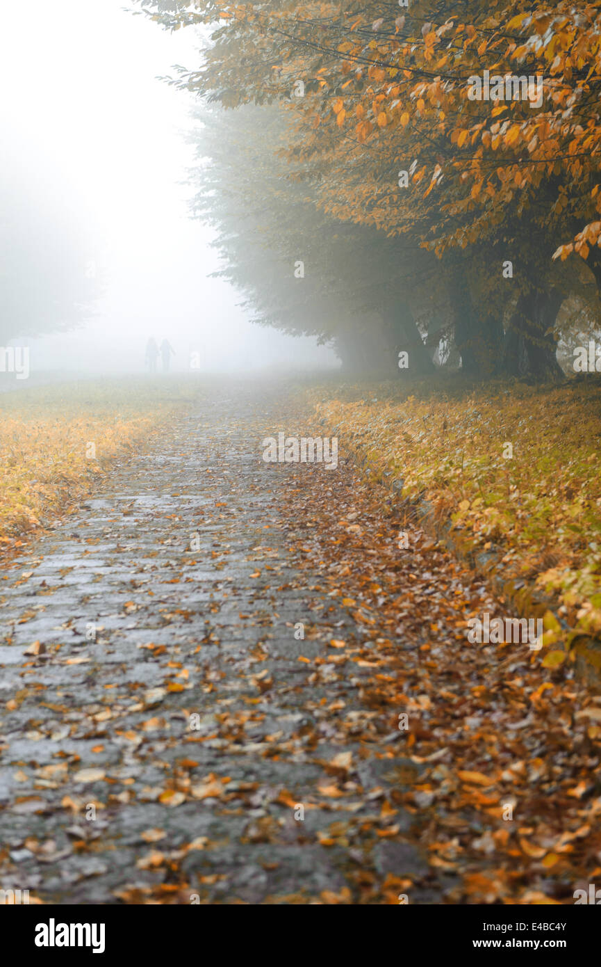 alleyway in foggy park Stock Photo - Alamy