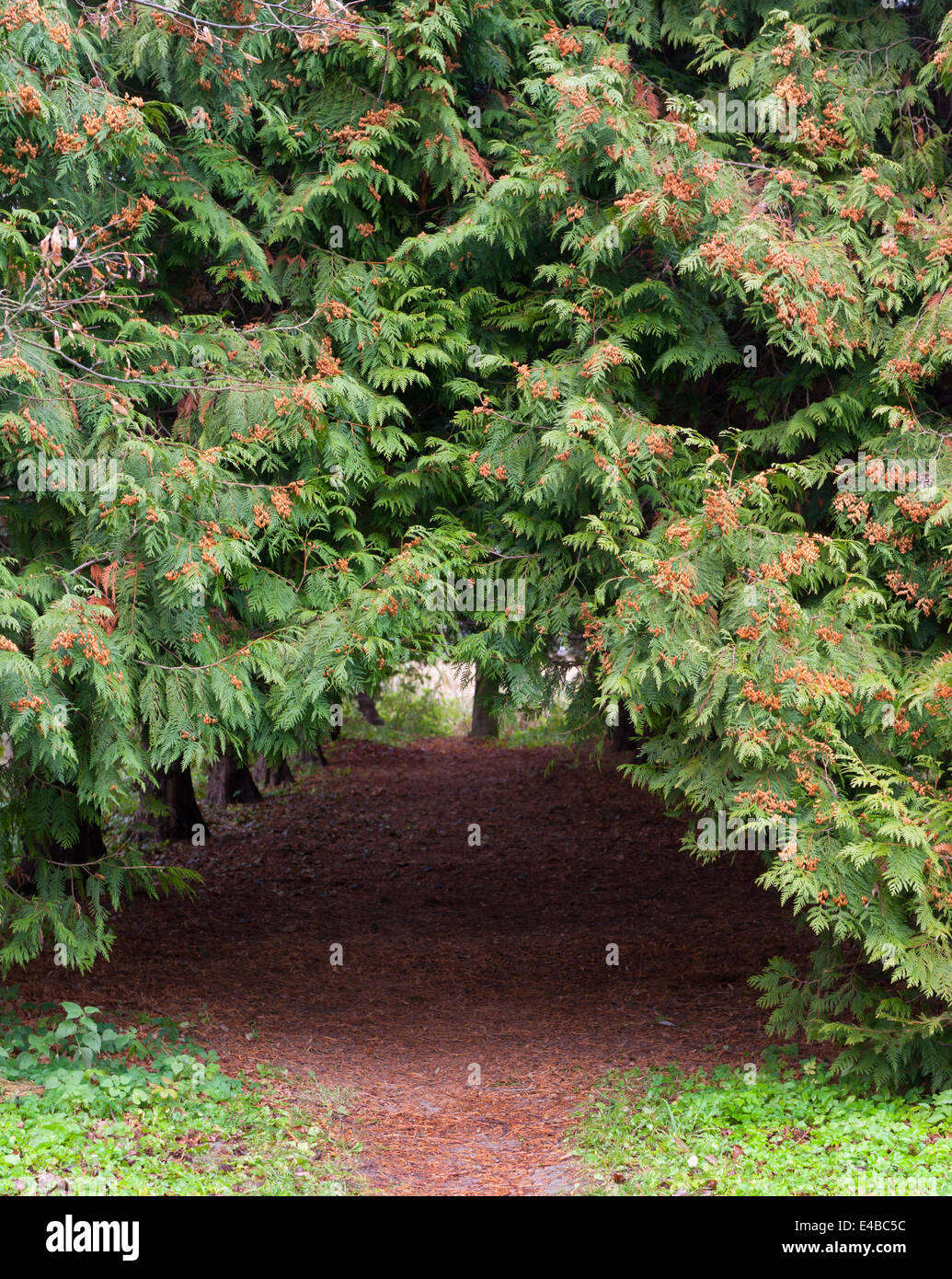 Walking between trees hi-res stock photography and images - Alamy