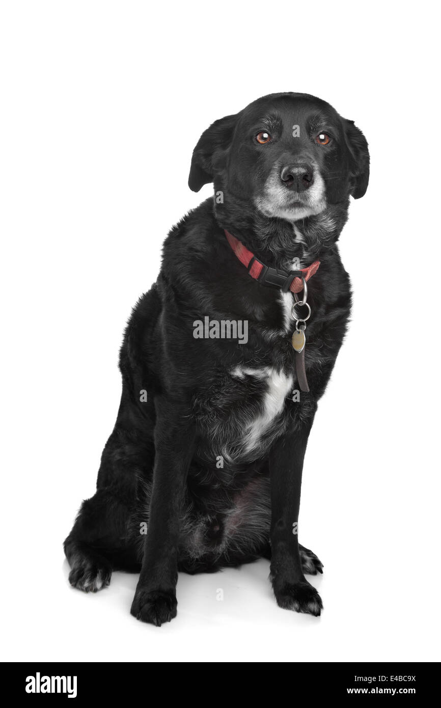 Mixed breed dog cross Cut Out Stock Images & Pictures - Alamy