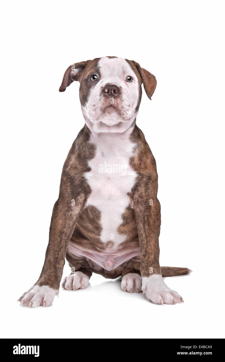 American Bulldog in front of a white background Stock Photo - Alamy