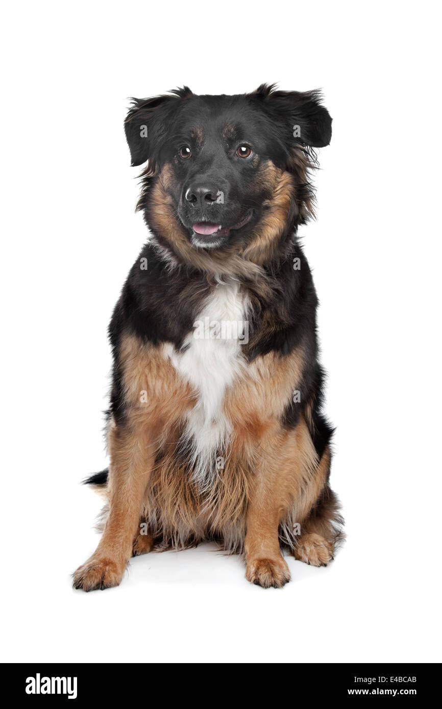 Mixed breed dog cross Cut Out Stock Images & Pictures - Alamy