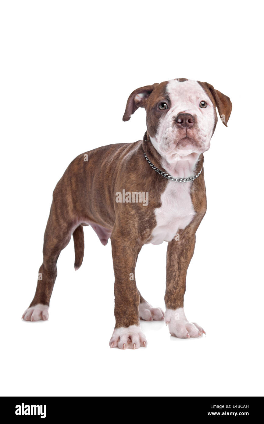 American Bulldog in front of a white background Stock Photo - Alamy