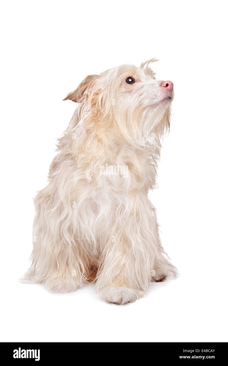 mixed breed podengo dog Stock Photo - Alamy