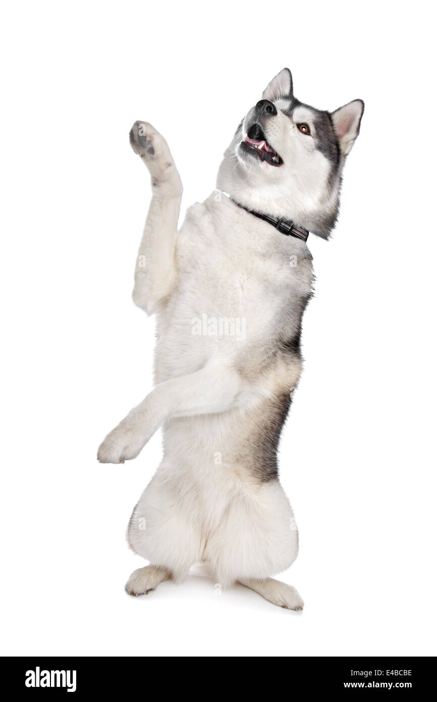 Husky begging hi-res stock photography and images - Alamy