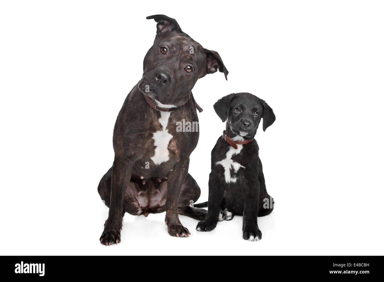 two mixed breed dogs Stock Photo - Alamy