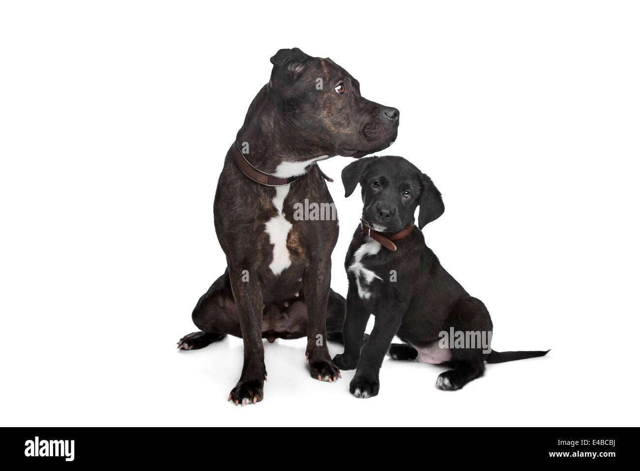 two mixed breed dogs Stock Photo - Alamy