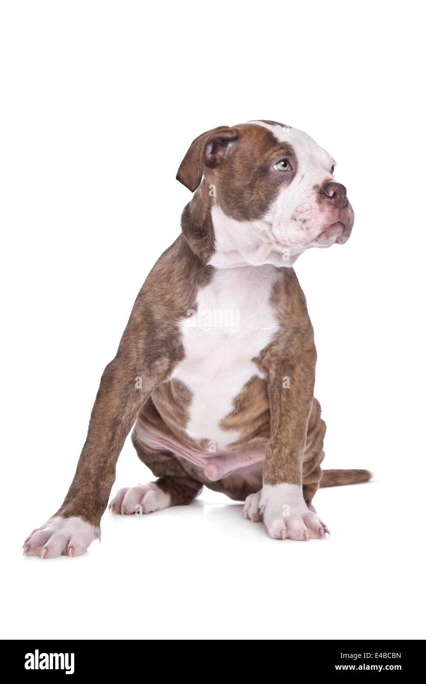 American Bulldog in front of a white background Stock Photo - Alamy