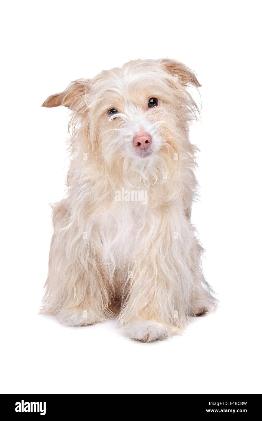 mixed breed podengo dog Stock Photo - Alamy