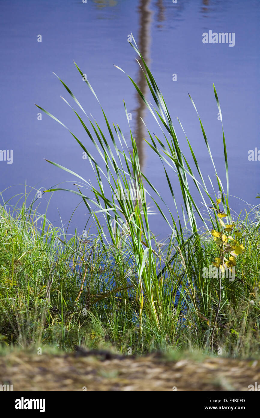 Pure pond with growing brightly green grass Stock Photo - Alamy