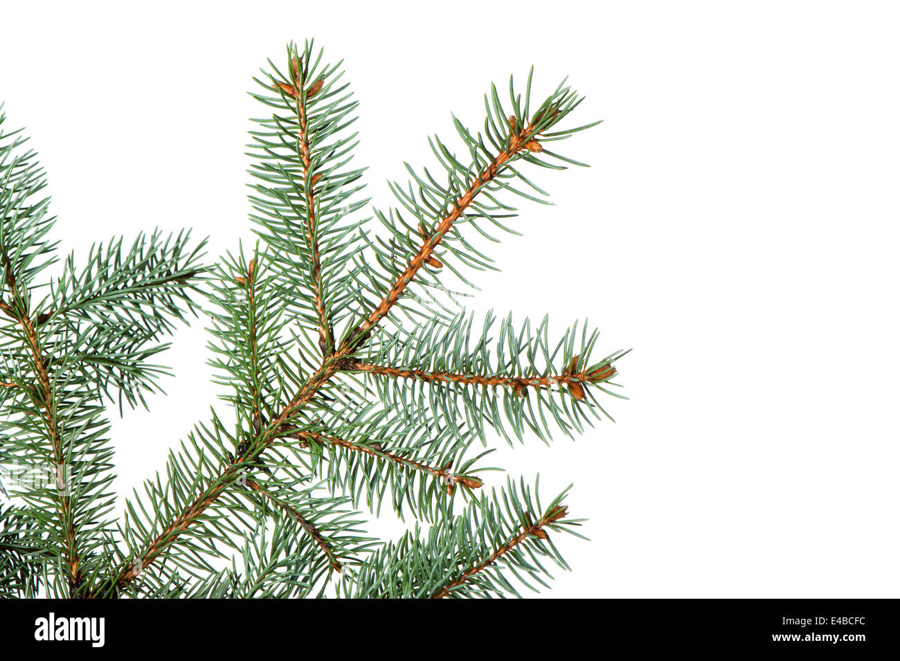 Branch of a fur-tree Stock Photo - Alamy
