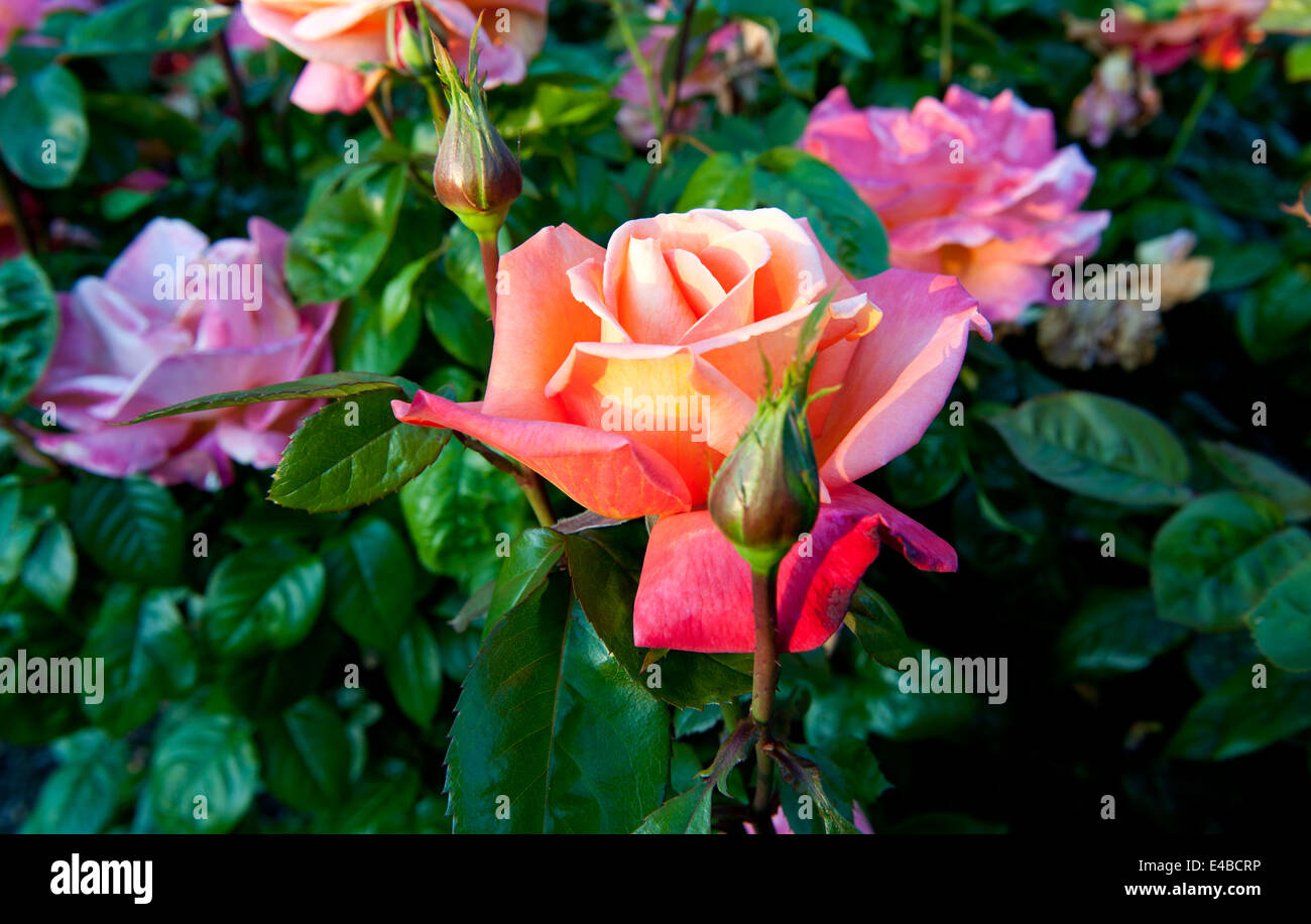 Beautiful roses hi-res stock photography and images - Alamy