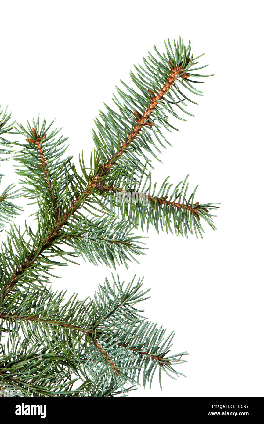 Branch of a fur-tree Stock Photo - Alamy