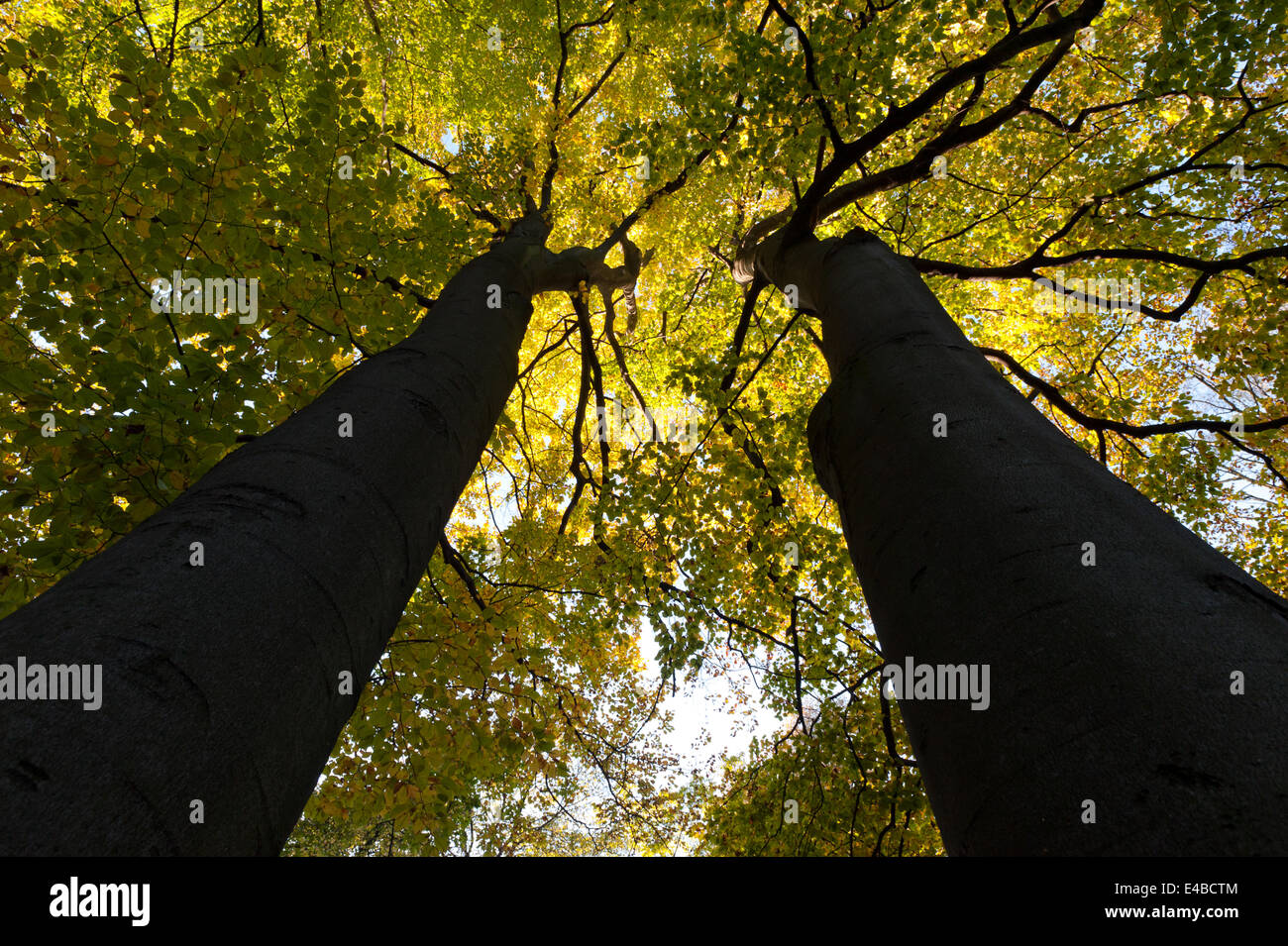 Oversized trees hi-res stock photography and images - Alamy