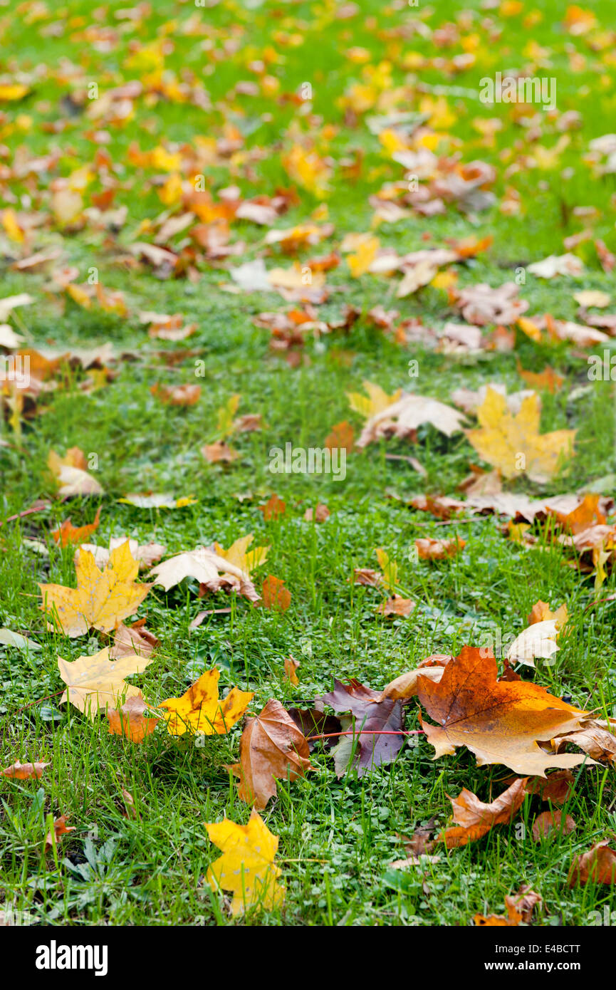Autumn leaf in a green grass Stock Photo - Alamy