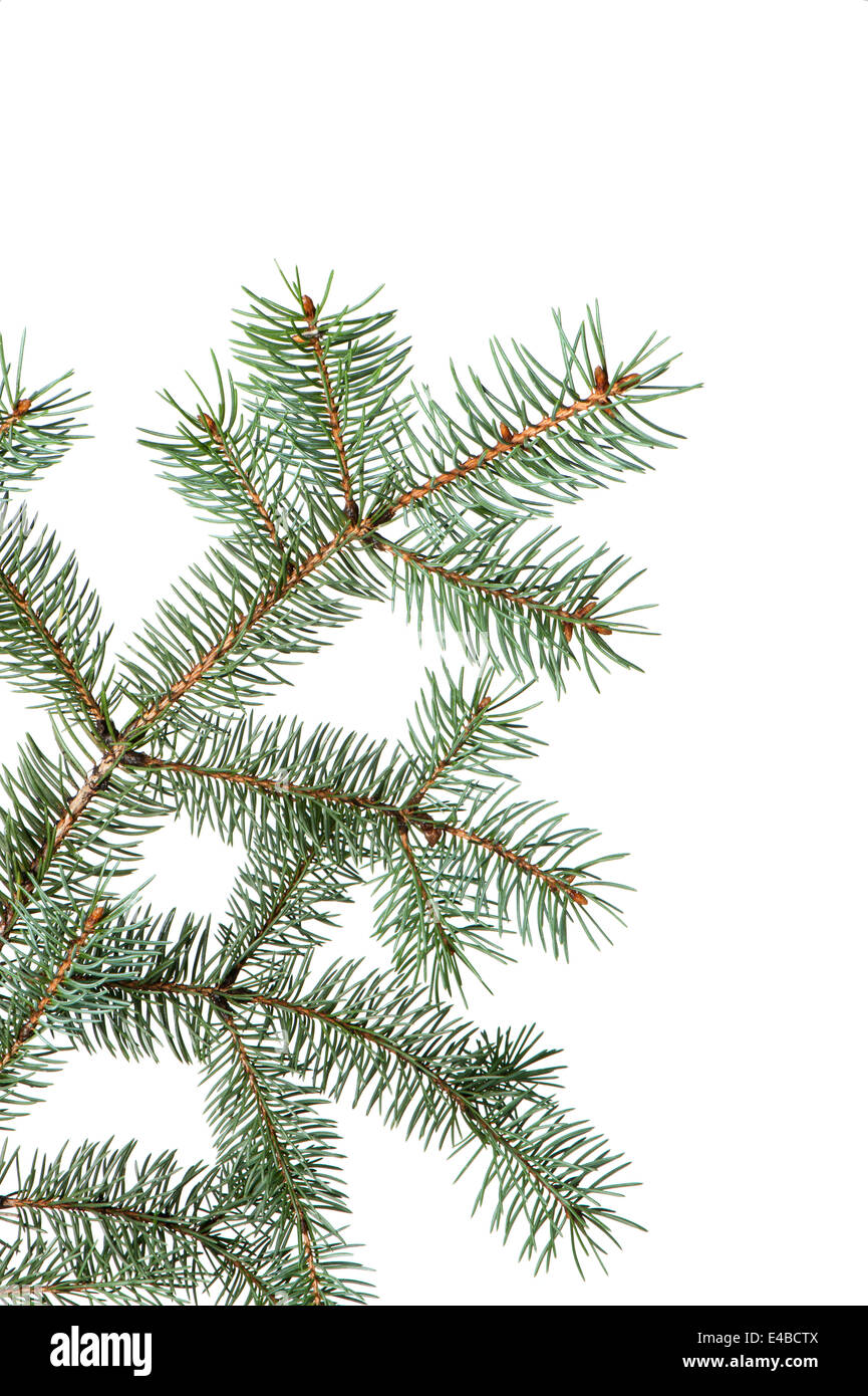 Branch of a fur-tree Stock Photo - Alamy