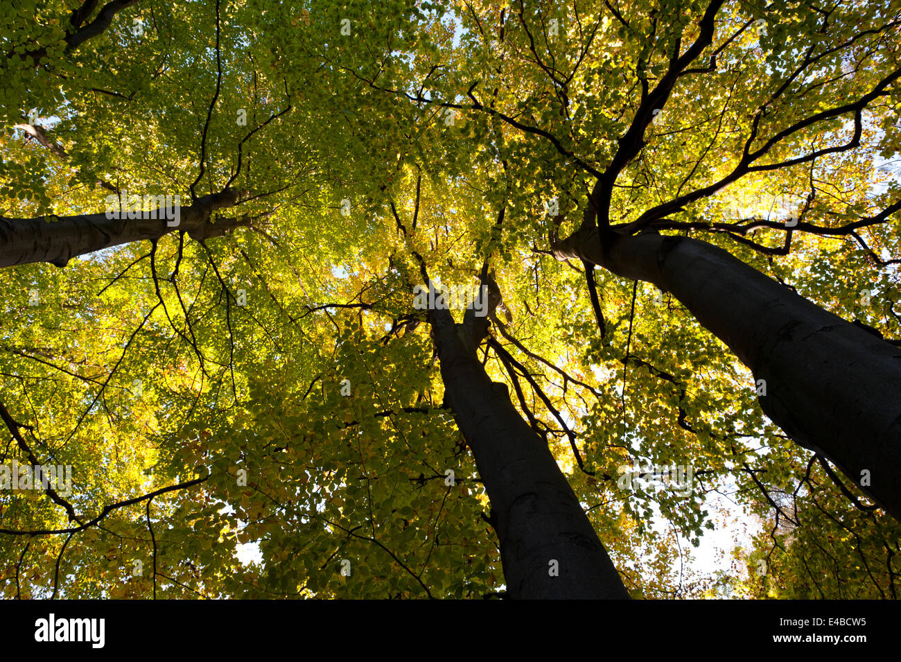 Oversized trees hi-res stock photography and images - Alamy