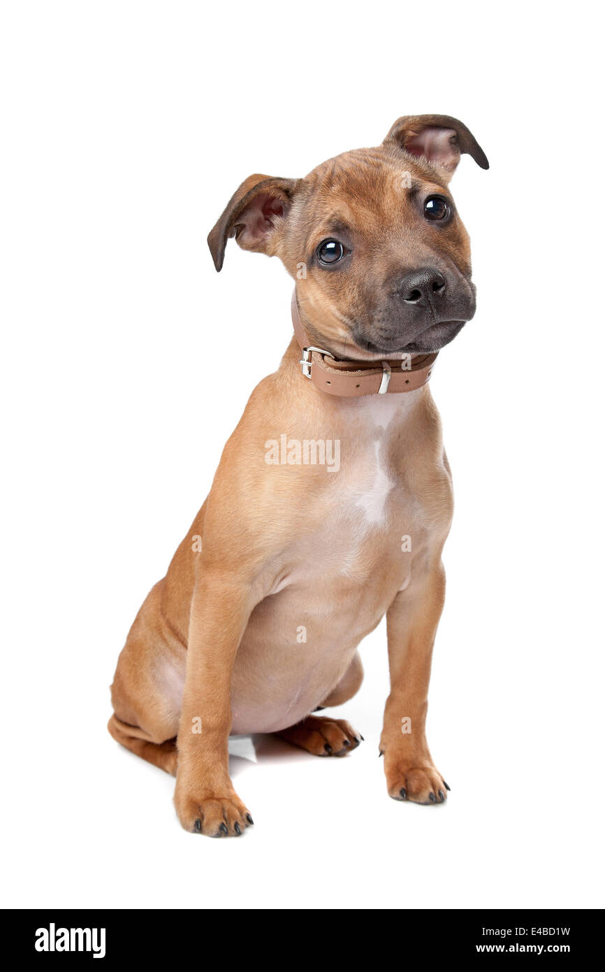 Staffy puppy Cut Out Stock Images & Pictures - Alamy
