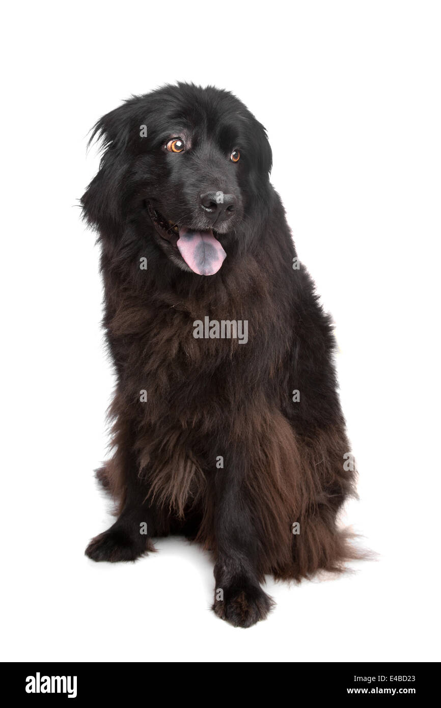 Newfoundland dog not illustration Cut Out Stock Images & Pictures - Alamy