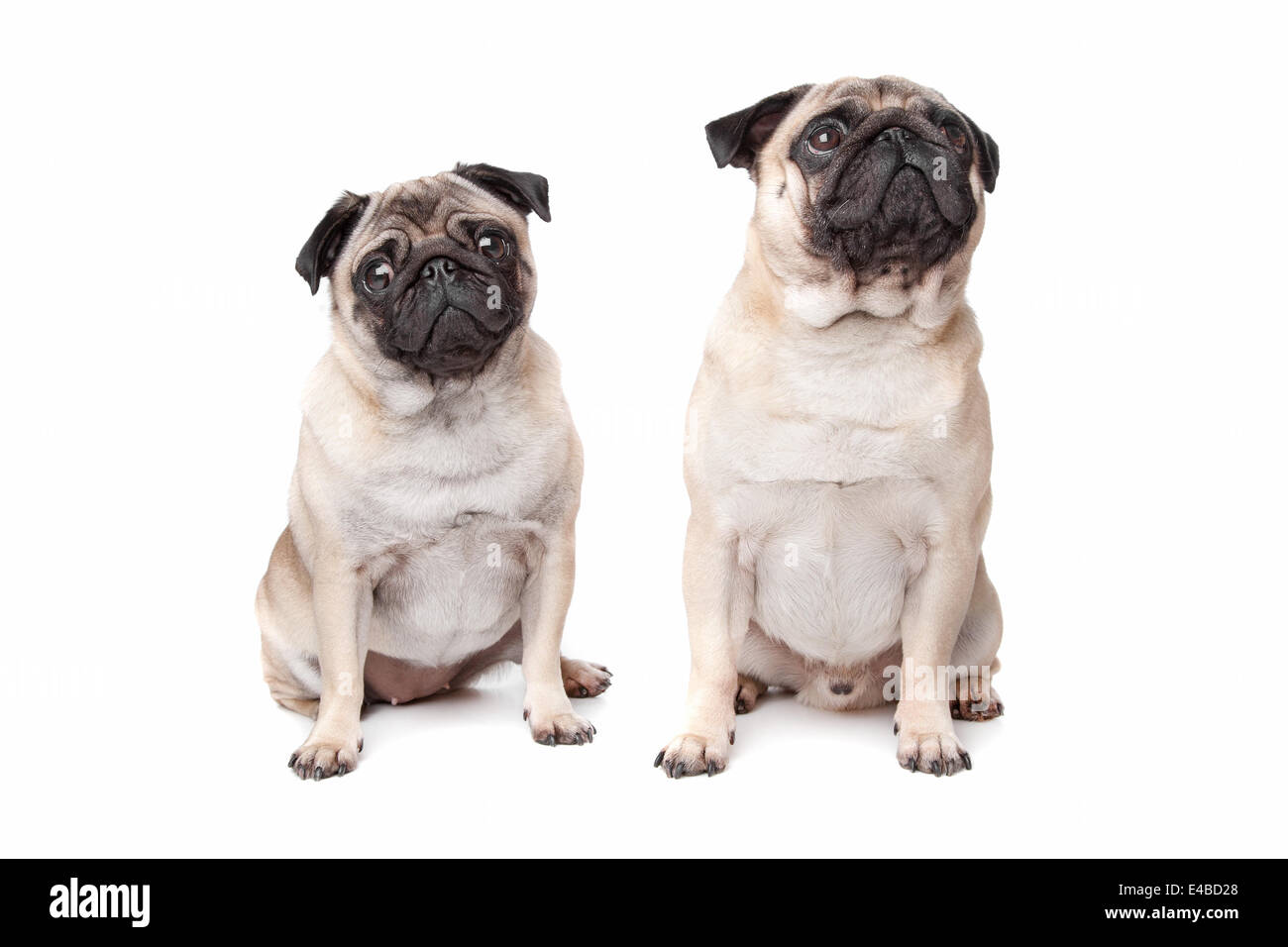 two pug dogs Stock Photo - Alamy