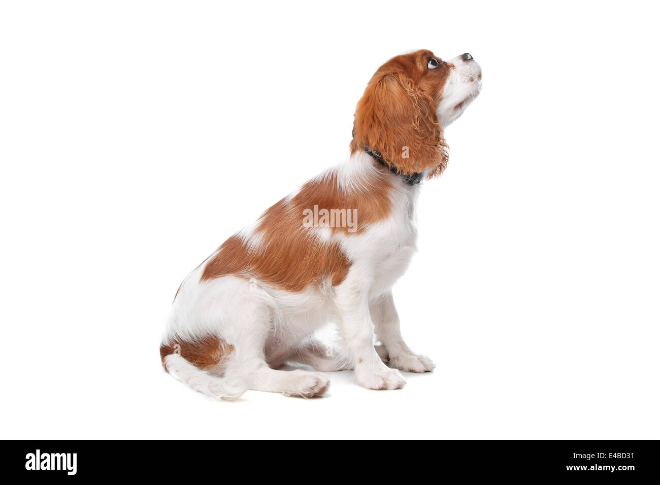 Studio shot cavalier king Cut Out Stock Images & Pictures - Alamy