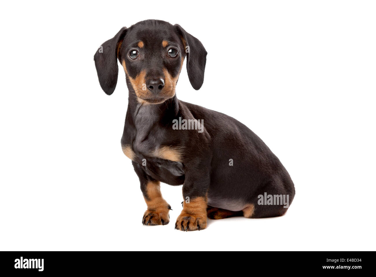 Dachshund, Teckel puppy Stock Photo - Alamy