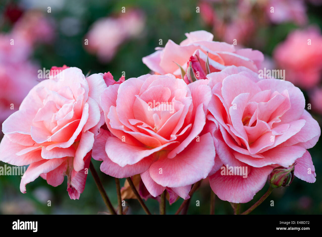 Beautiful open pink rosebud hi-res stock photography and images - Alamy
