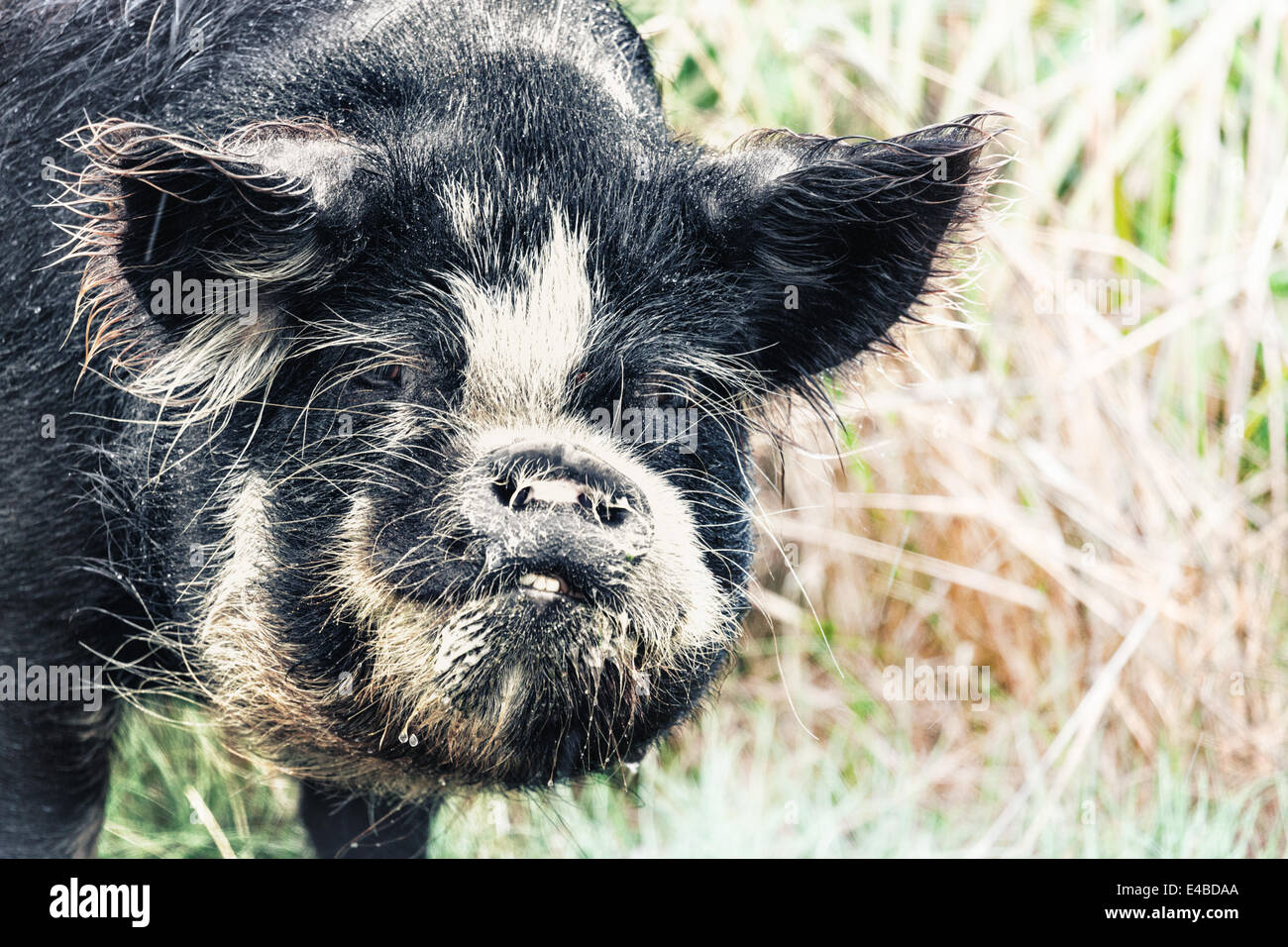 Wild pig new zealand hi-res stock photography and images - Alamy