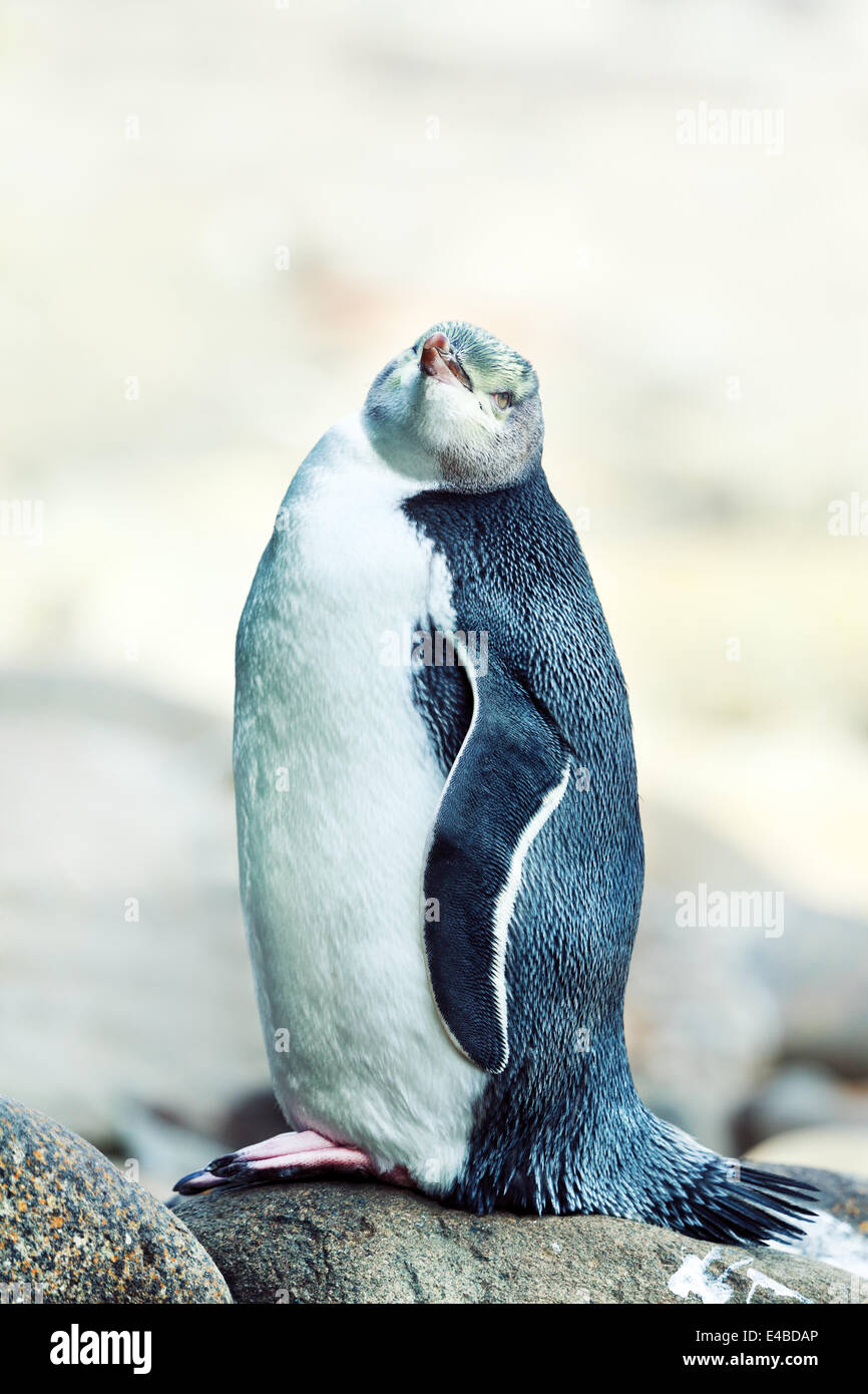 Endangered yellow eyed penguin megadyptes antipodes hi-res stock ...
