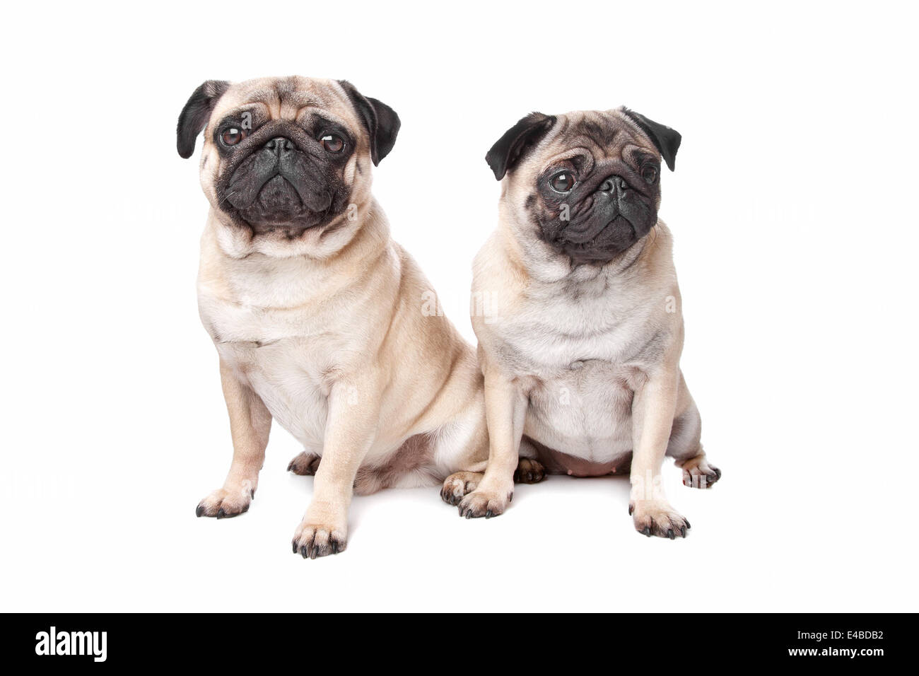 two pug dogs Stock Photo - Alamy