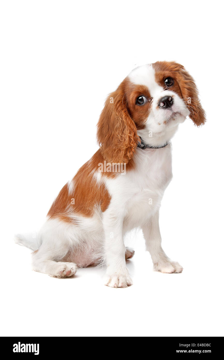 Studio shot cavalier king Cut Out Stock Images & Pictures - Alamy