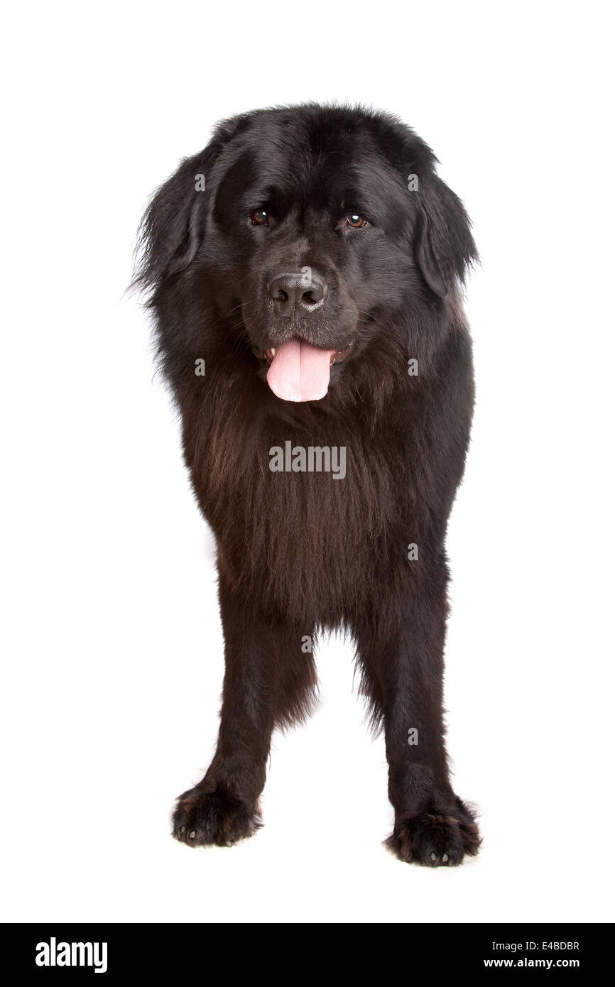 Newf hi-res stock photography and images - Alamy