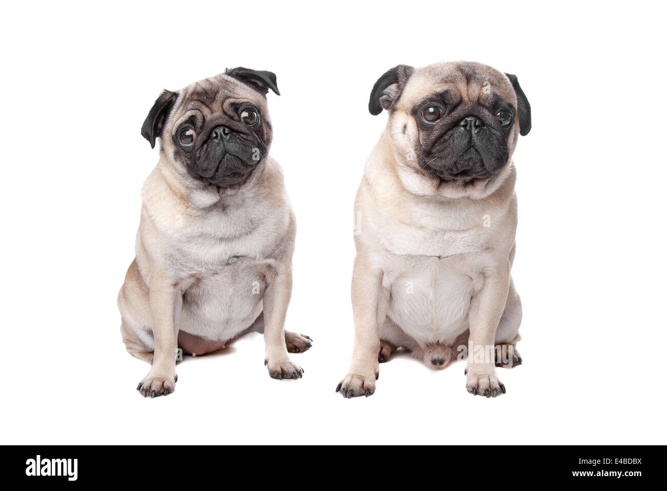 two pug dogs Stock Photo - Alamy
