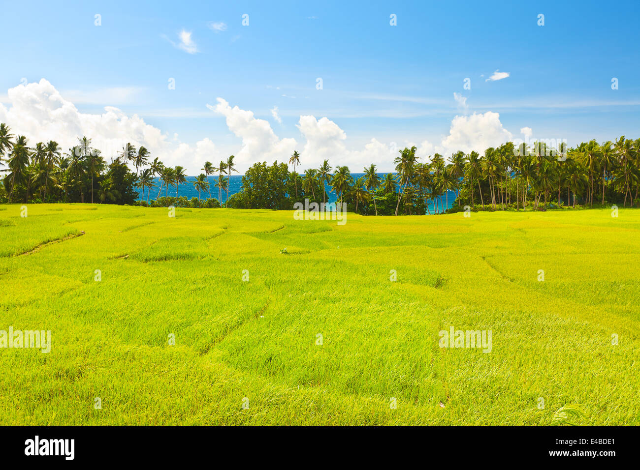 Bohol rice terraces hi-res stock photography and images - Alamy