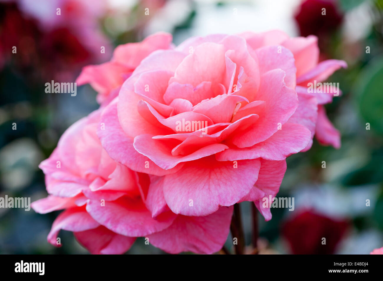 Beautiful Pink Thorn Flower High Resolution Stock Photography and ...