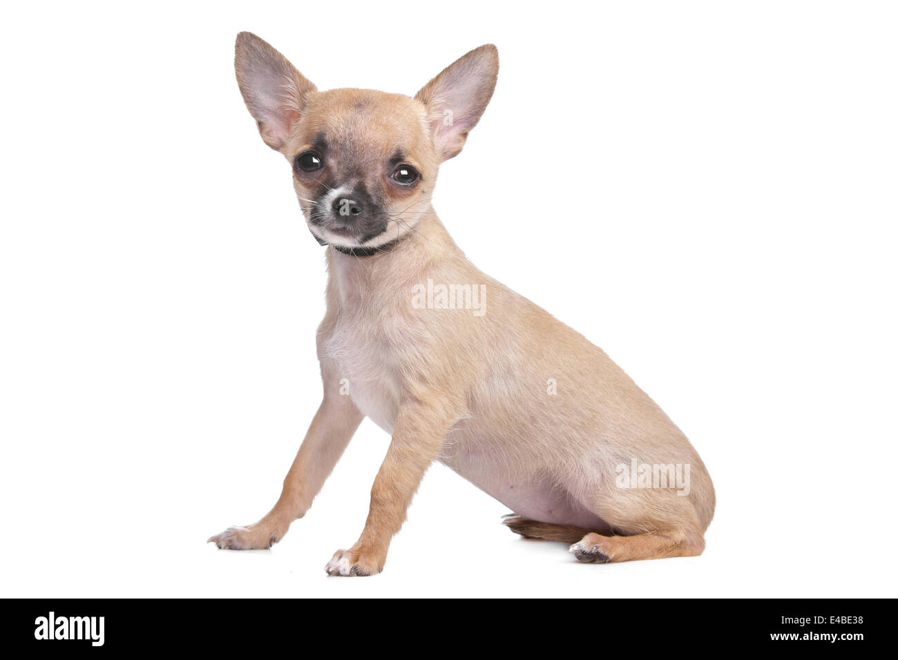 short haired chihuahua Stock Photo - Alamy