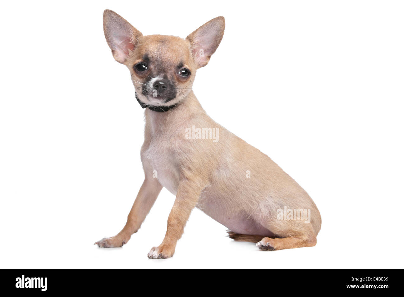 short haired chihuahua Stock Photo - Alamy