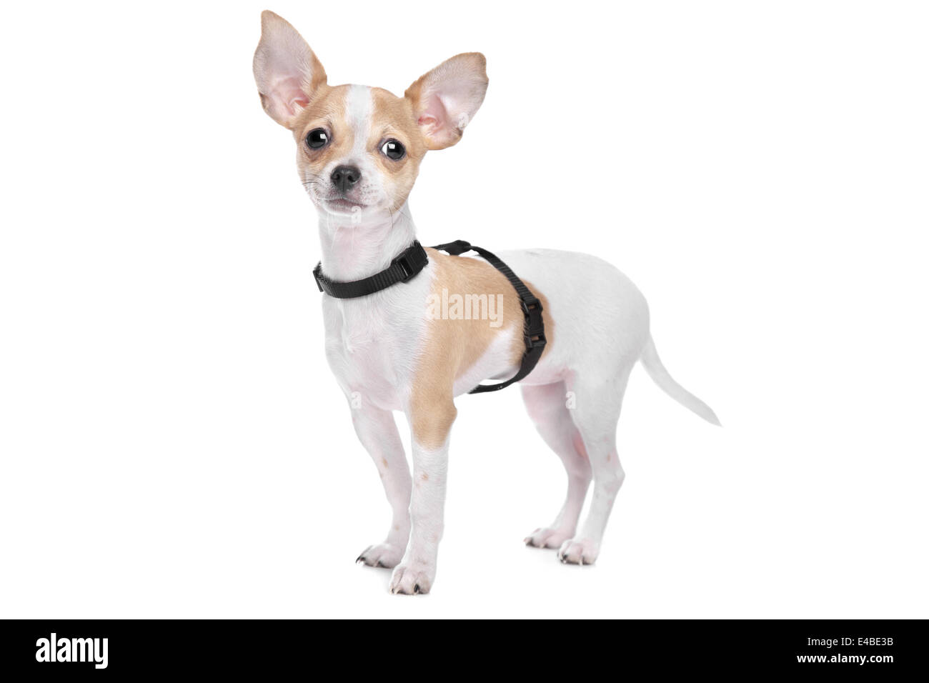 Short haired chihuahua Stock Photo - Alamy