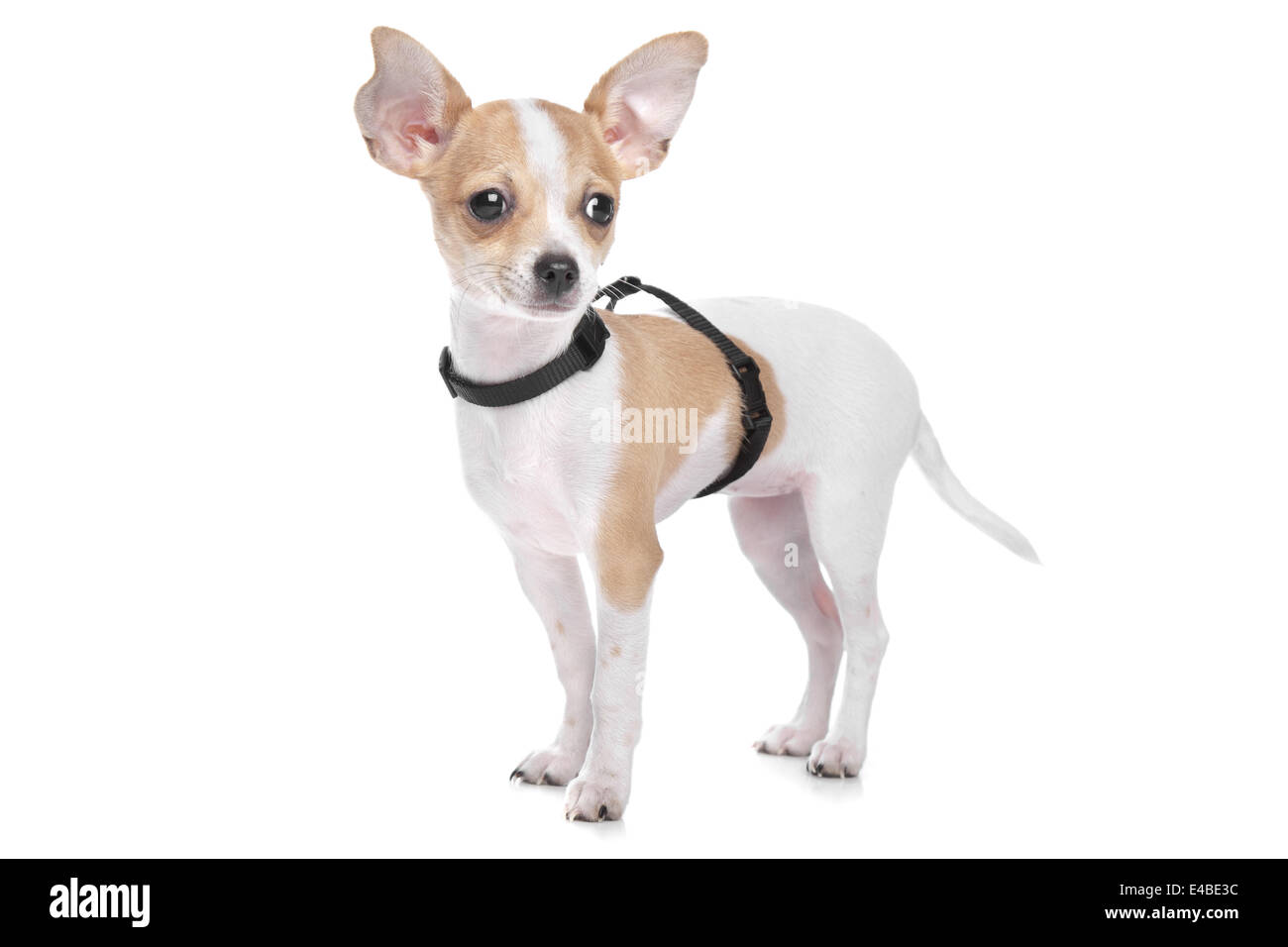 Short haired chihuahua Stock Photo - Alamy