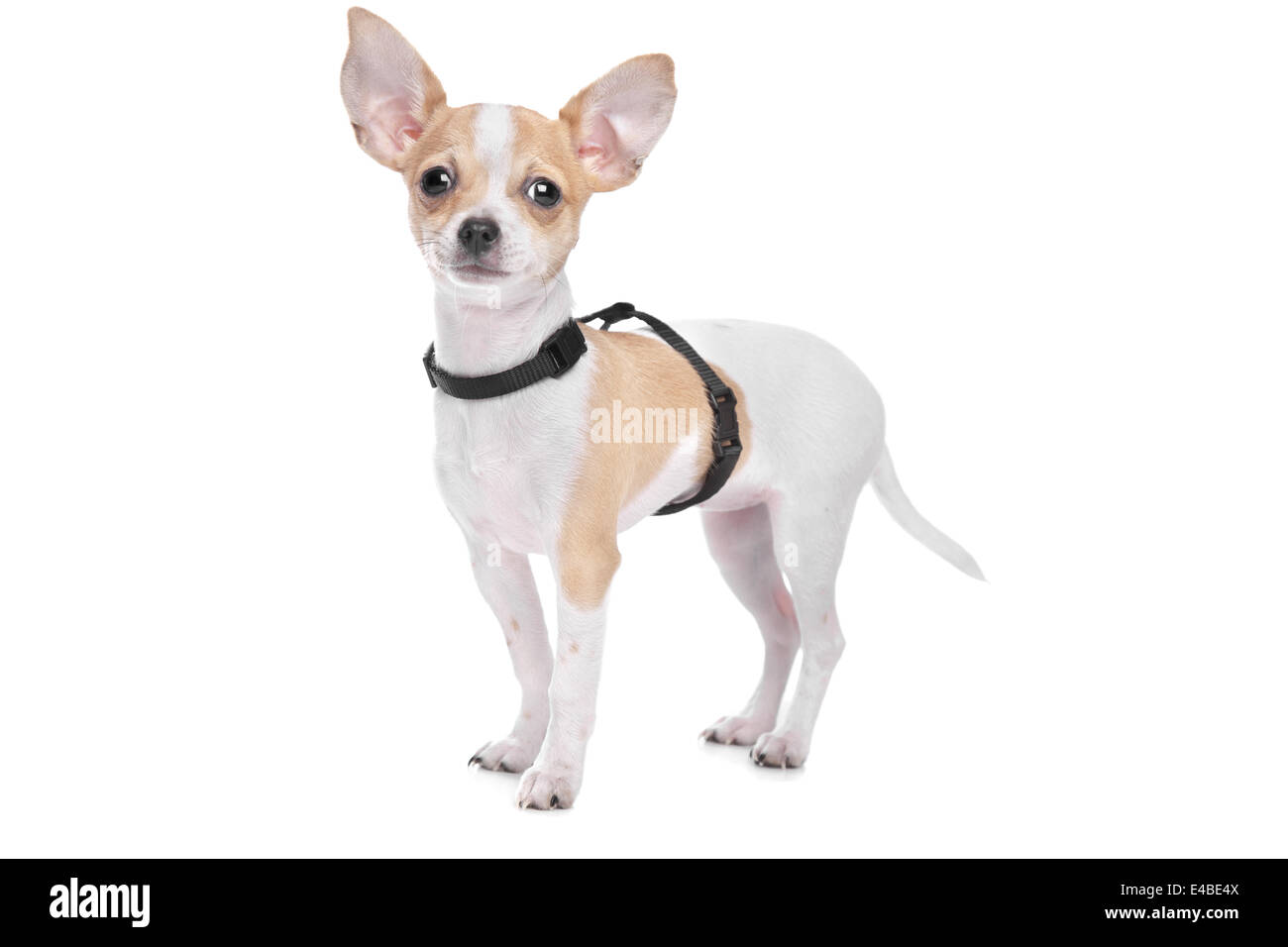Short haired chihuahua Stock Photo - Alamy