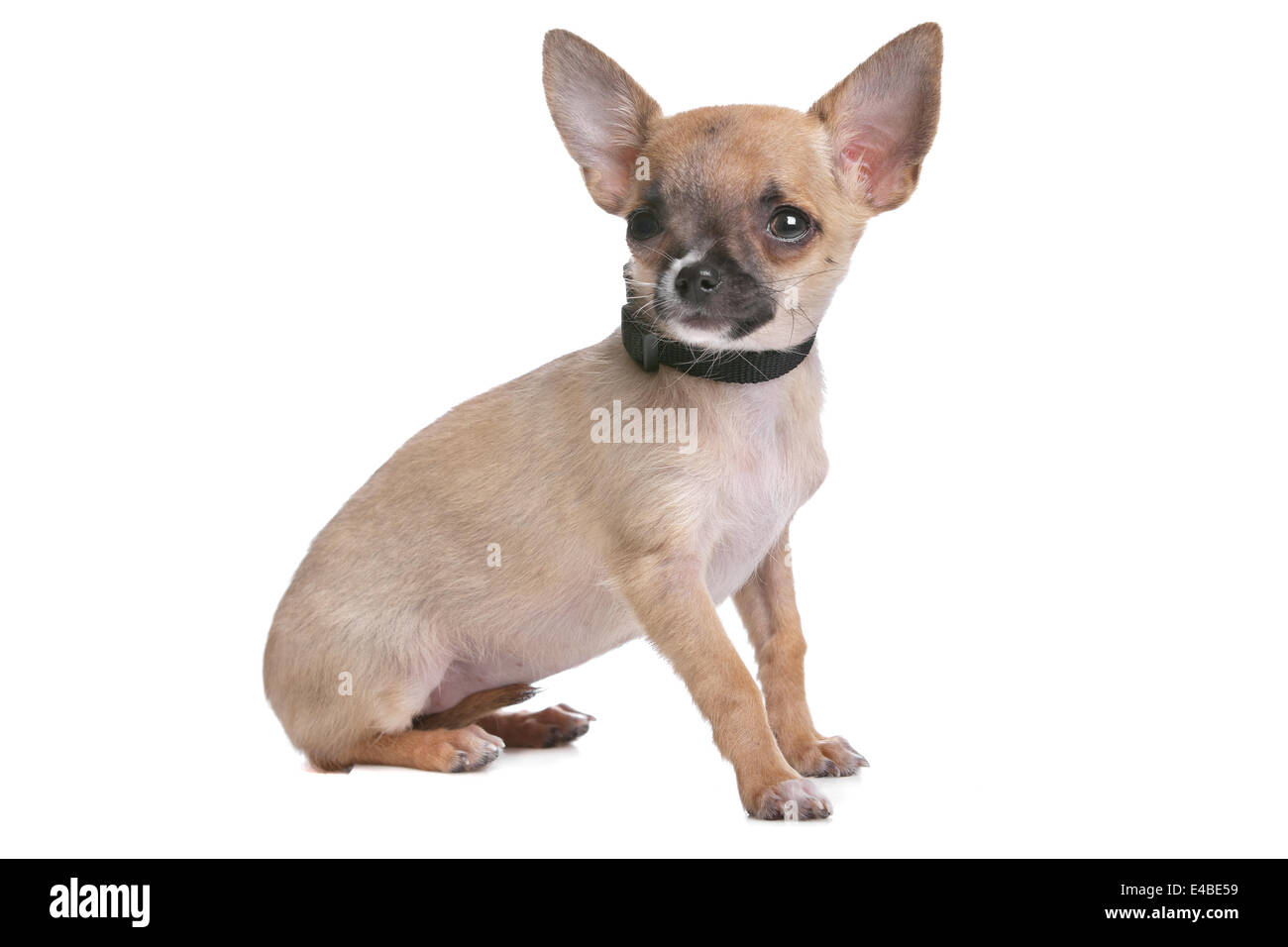 short haired chihuahua Stock Photo - Alamy