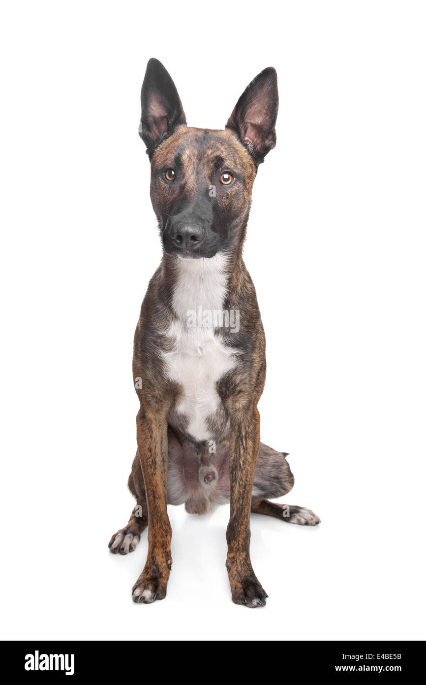 Belgian malinois k9 hi-res stock photography and images - Alamy