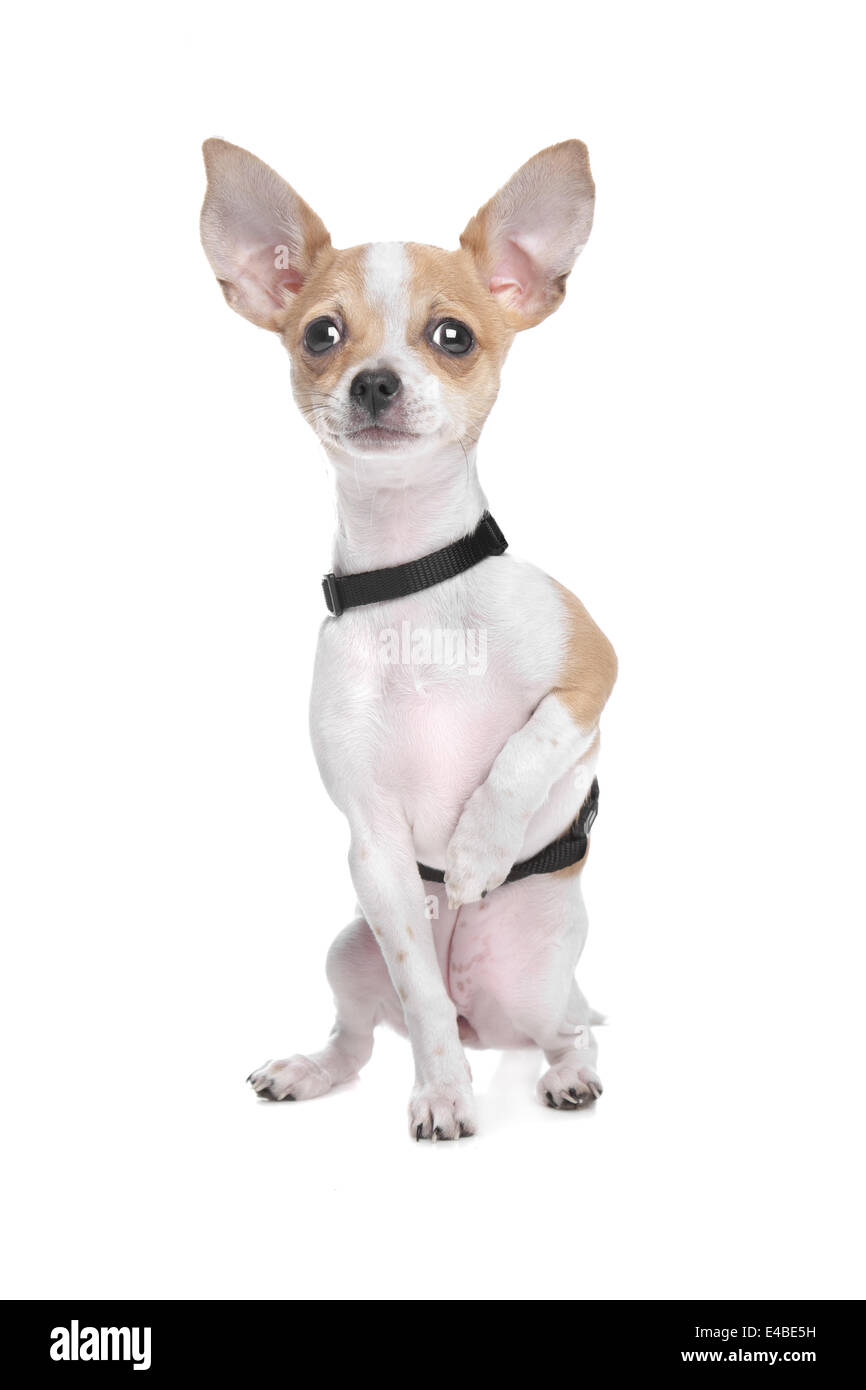 Short haired chihuahua Stock Photo - Alamy