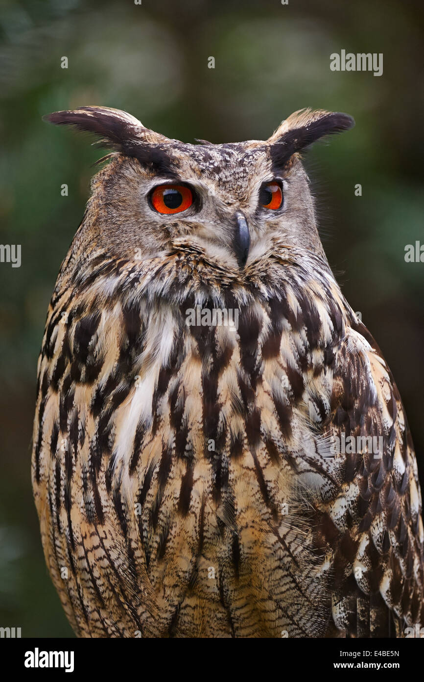 Great Horned Owl Red Eyes