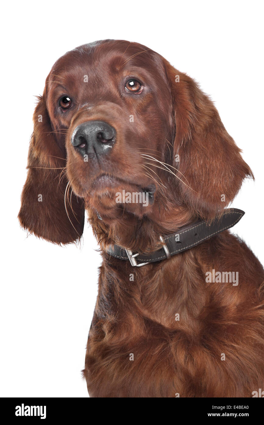 Irish bred hi-res stock photography and images - Alamy