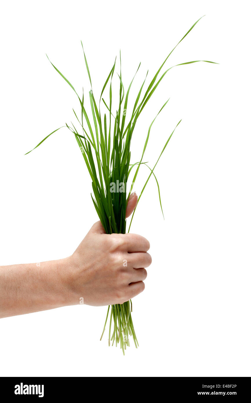 Hand green leaves symbol Cut Out Stock Images & Pictures - Alamy