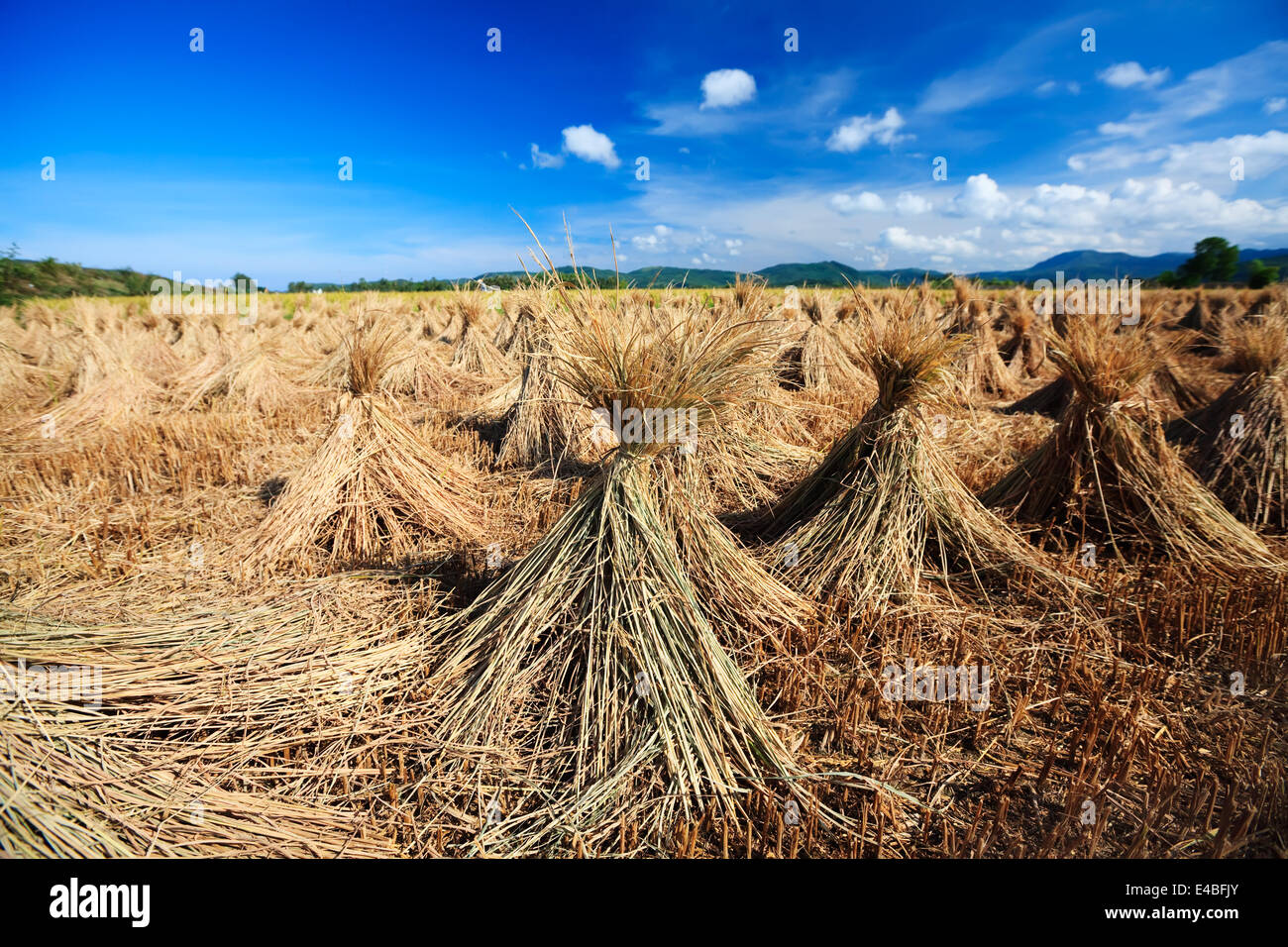 Rise harvest hi-res stock photography and images - Alamy