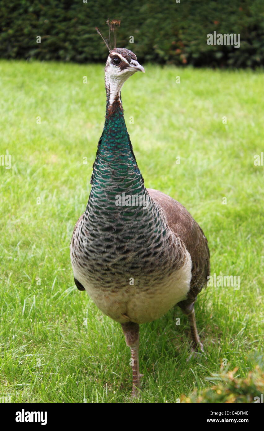 Profile of female indian Peafowl Stock Photo - Alamy