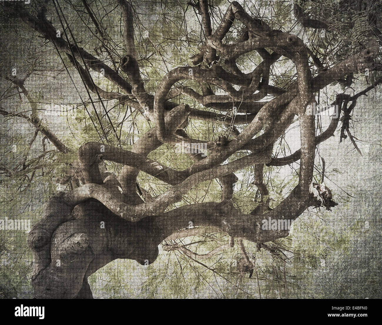 Abstract tropical background hi-res stock photography and images - Alamy