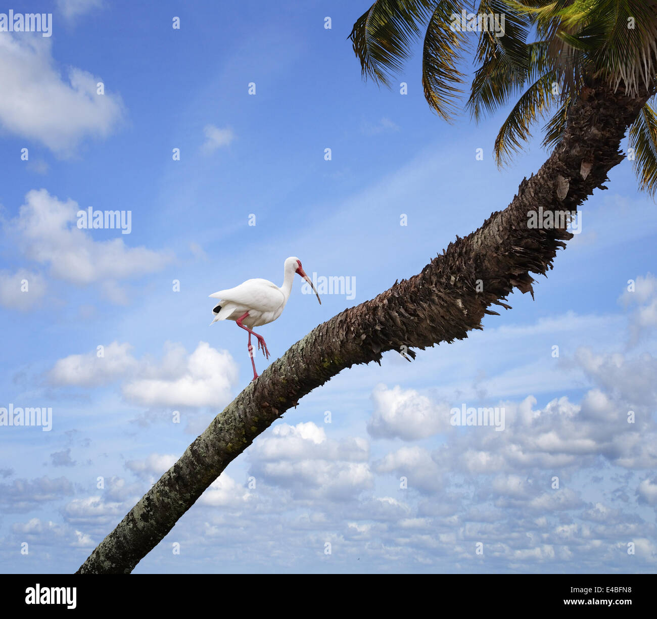 Ibis fauna hi-res stock photography and images - Alamy